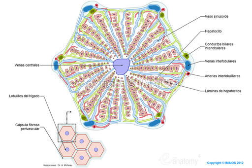 Fisiología del Sebas: Lobulillo hepatico