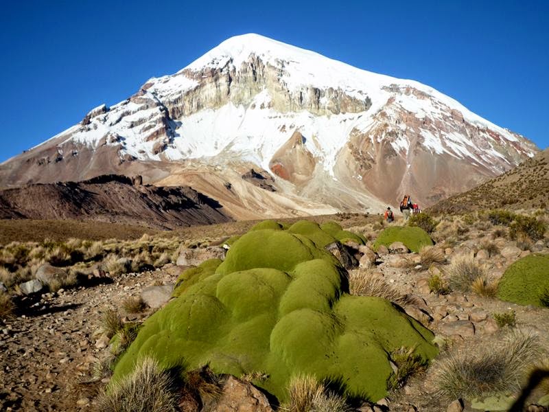 Ritebook: Yareta or Llareta | The 3,000 Years Old Plant