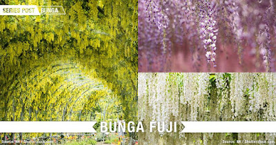Bunga Fuji, Simbol Keabadian - Japan Knowledge