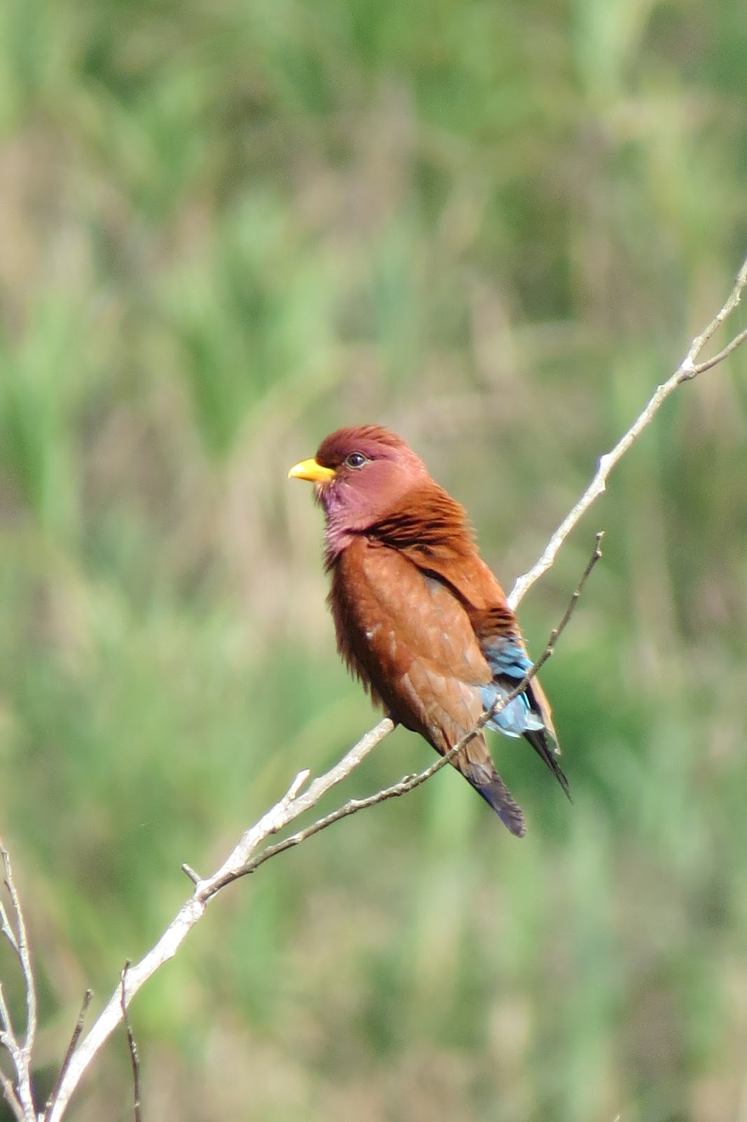 Ny Vorona eto Madagasikara: the Rainforest Birds of Madagascar
