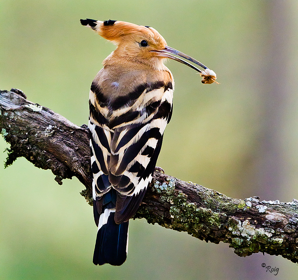 FotoRoig: Puput (Upupa epops)