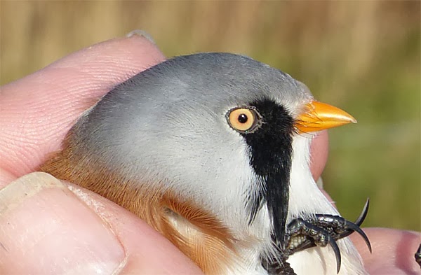 The Barley Birder: Bearded Parrotbill...Reedling or Tit.....Ringing at ...