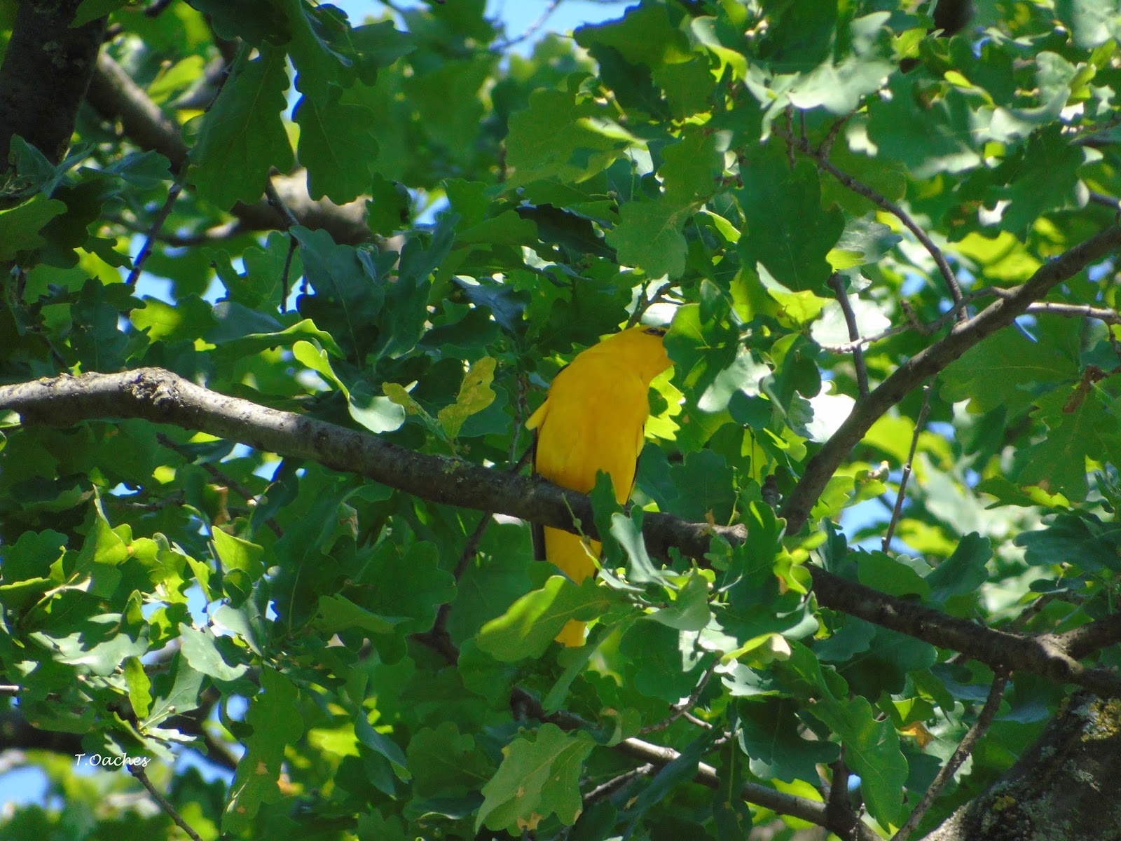 PASARI DIN ROMANIA: GRANGUR, Oriolus oriolus