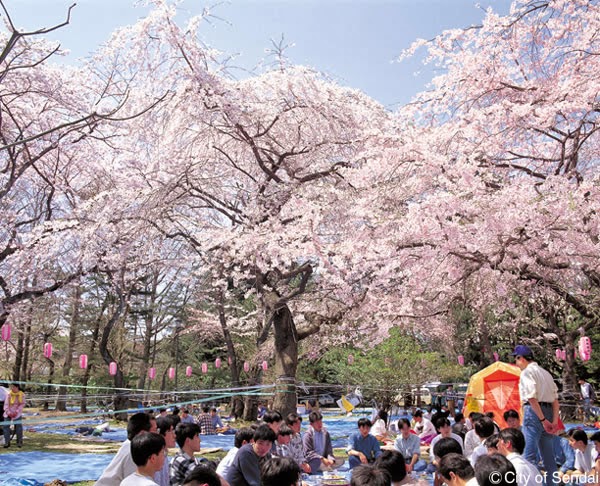 TOKYO: Hanami (花見), tradisi Jepang yang abadi.