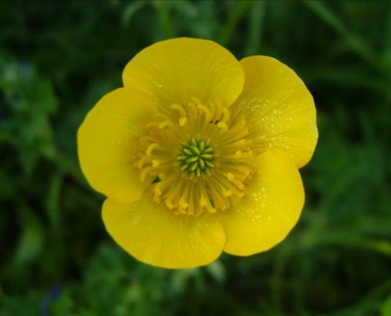 Plant Database: Ranunculus repens