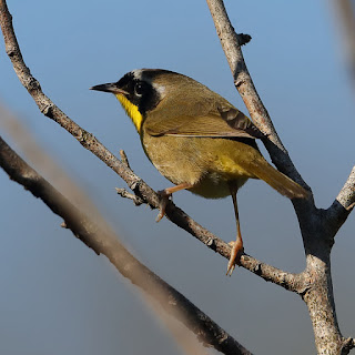 See What I See: Ocean City NJ wildlife -small birds