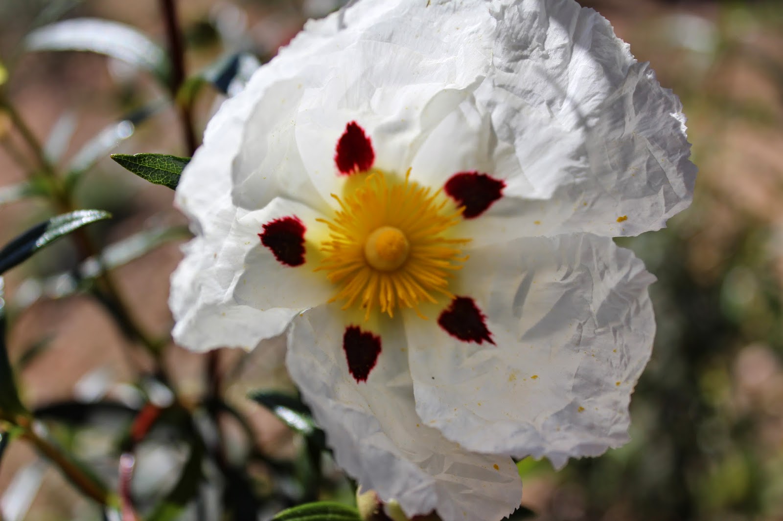 Perfumes y luces de Extremadura: Flores de Jara e insectos. Especial ...
