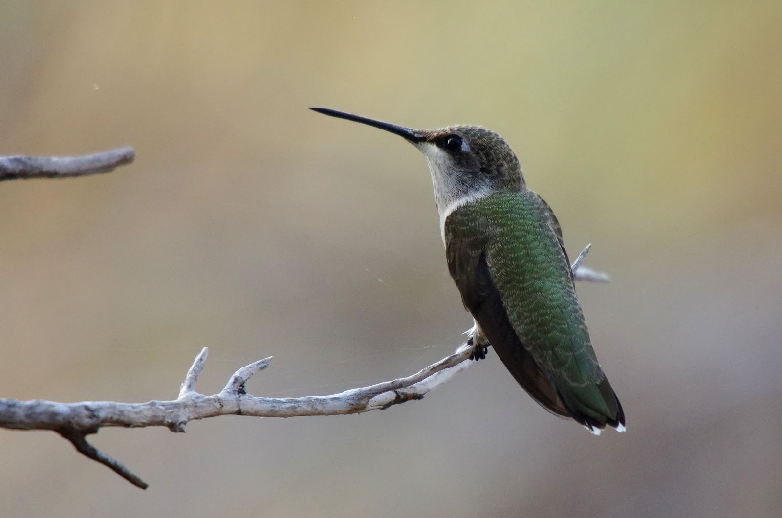Hill Country Naturalist: Black-chinned Hummingbird (female)