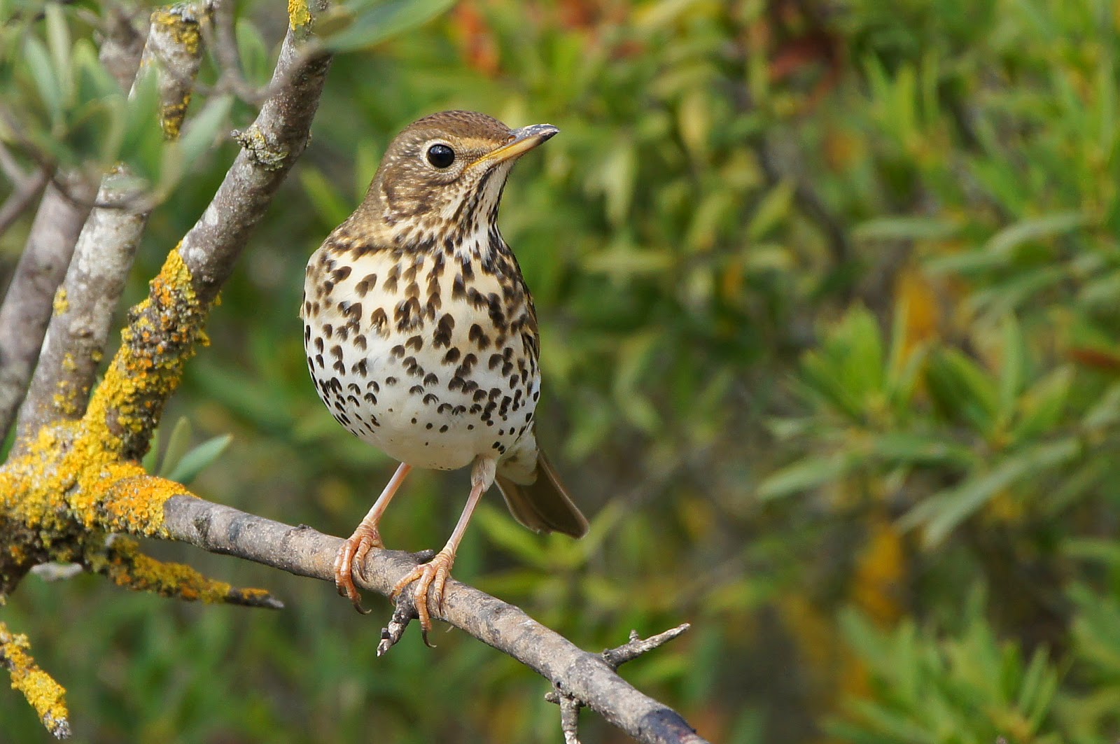 Pasión por las aves: Zorzal común.(Turdus philomelos)