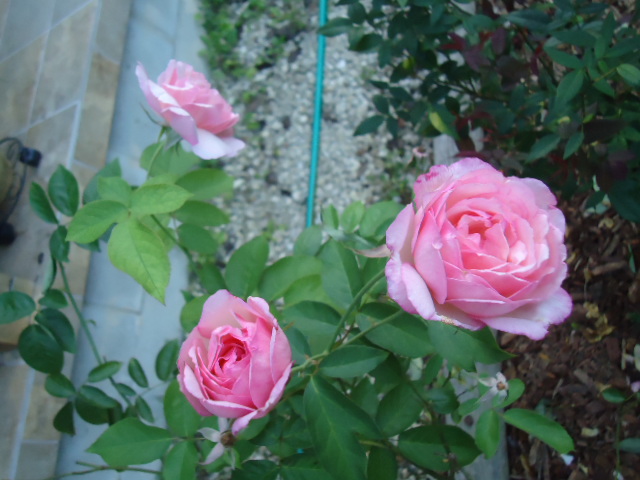 Cracker Rose Acre - Fort White - Florida: Cracker Rose Acre - Fort ...