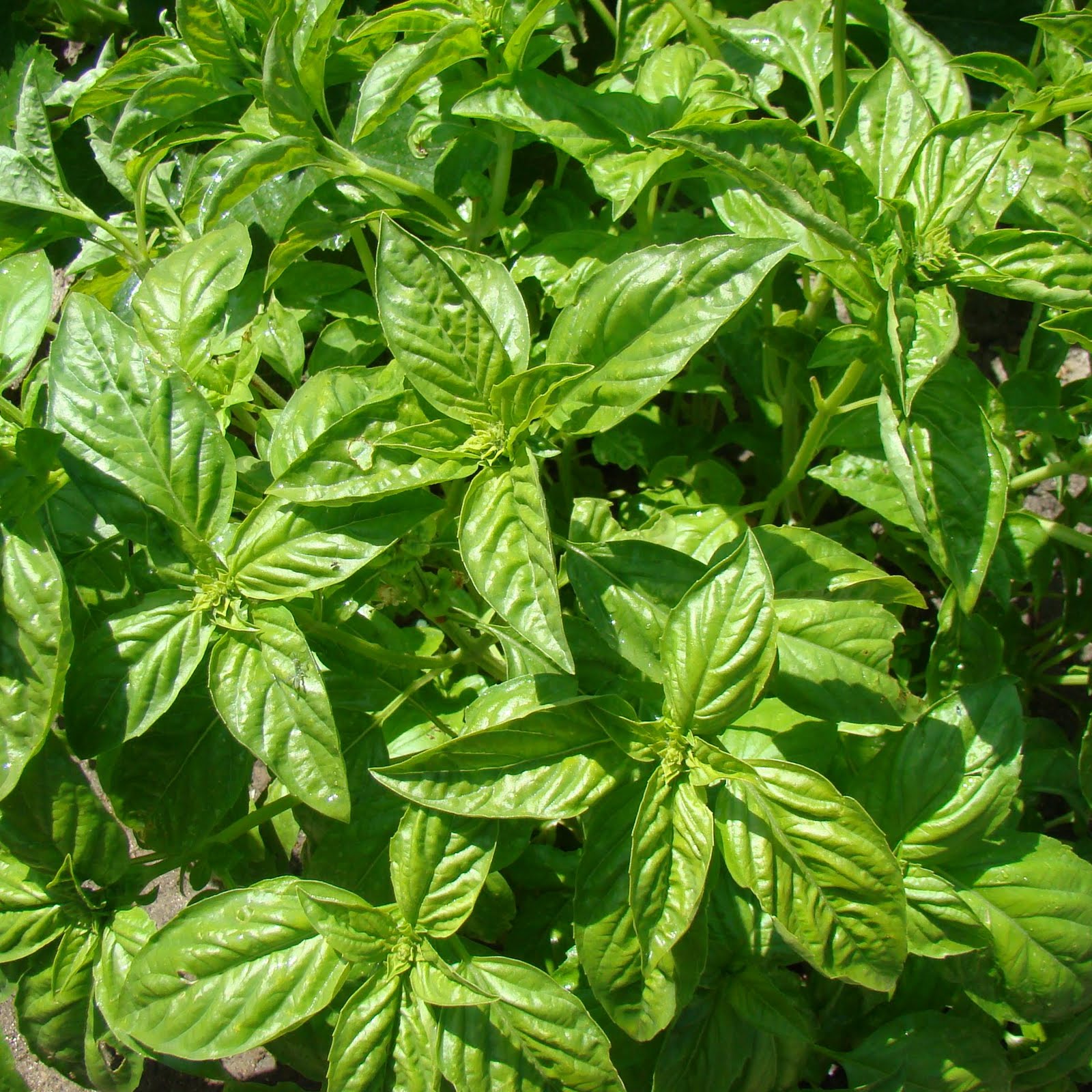 El poder curativo de los alimentos: La Albahaca