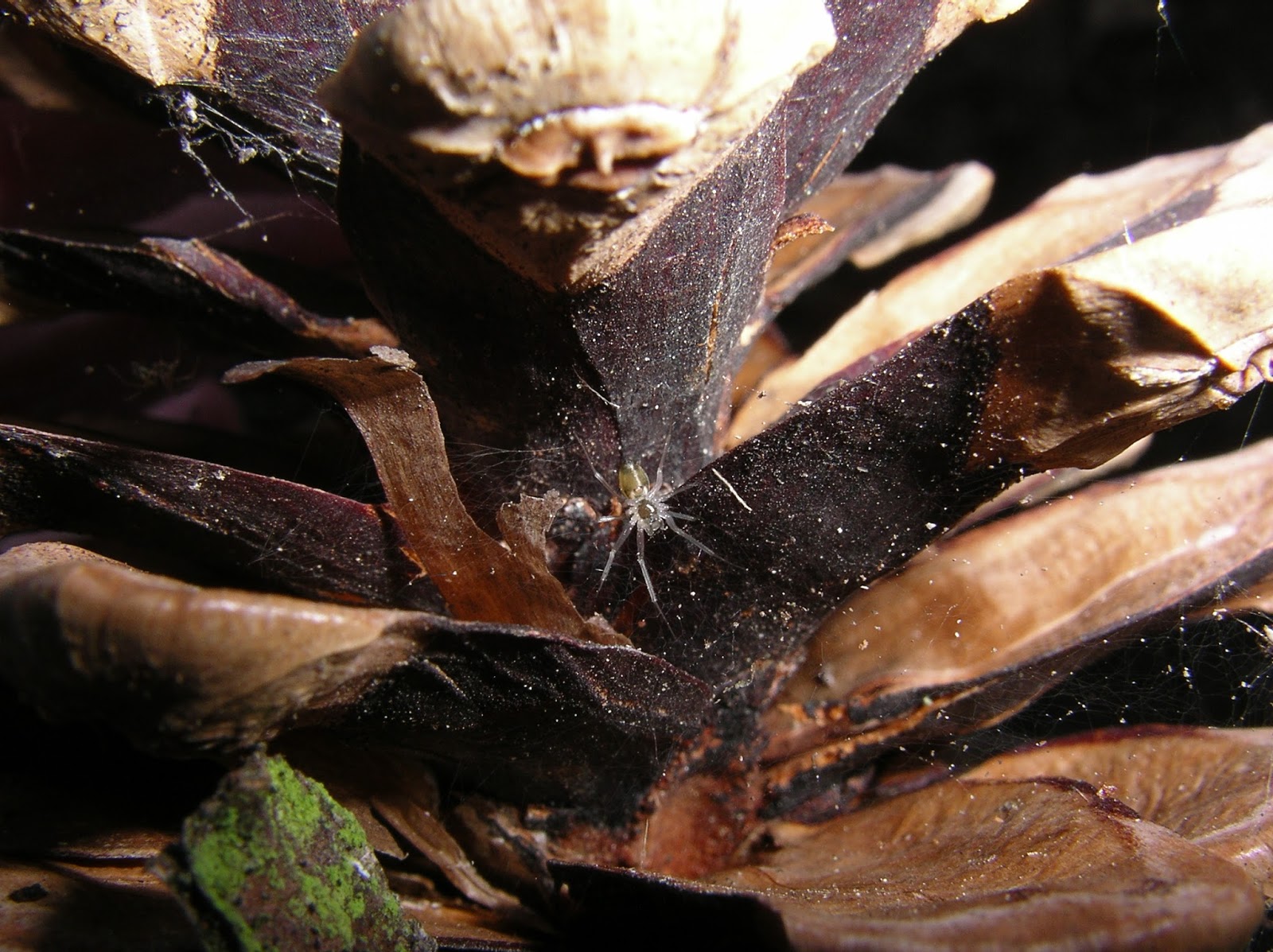 Adventures Of A Pine Cone Spider Collector: How widespread is Ozyptila ...