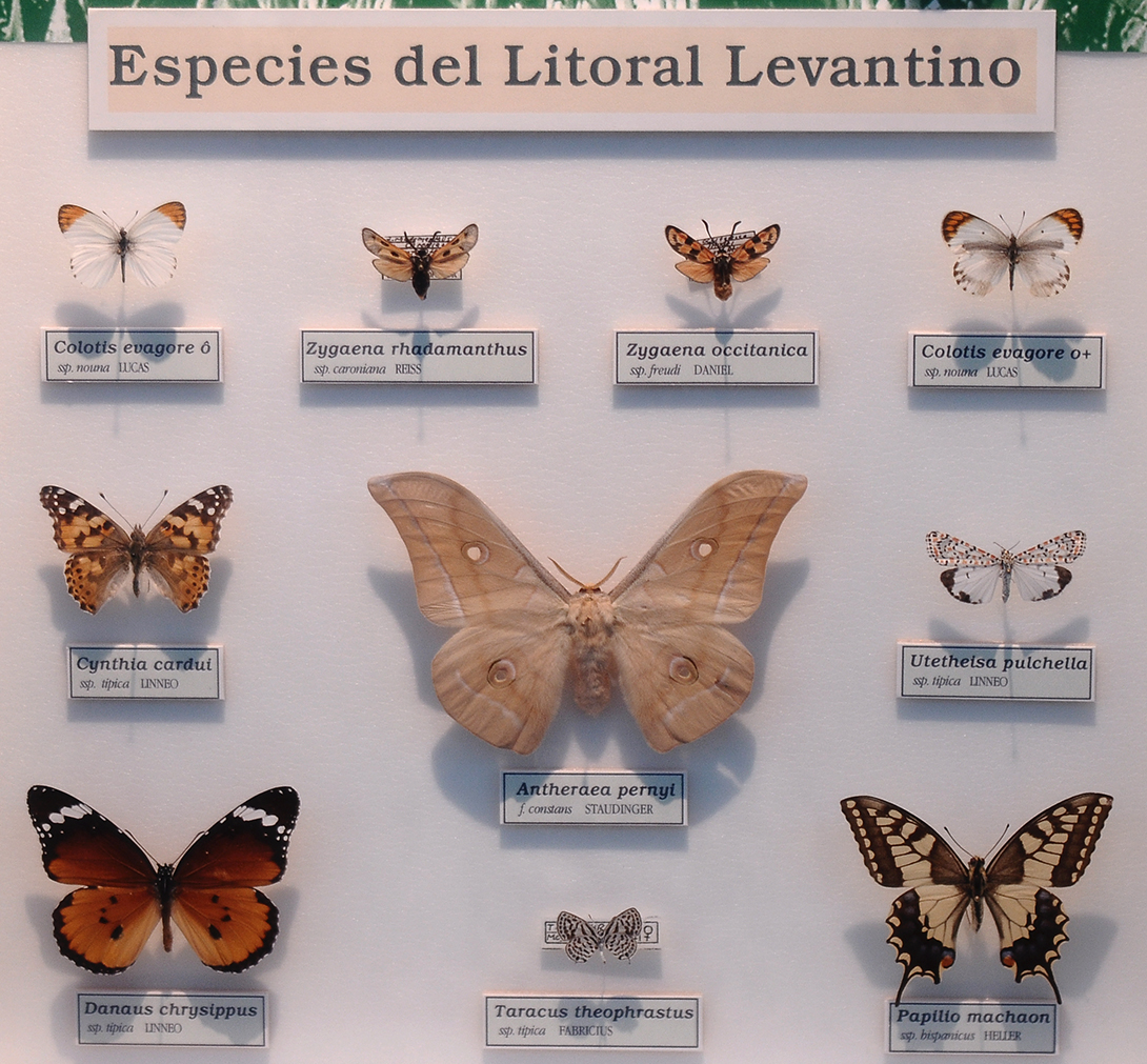APRENDIENDO CON LA VISTA: InsectPrak: un mundo de mariposas y otros ...