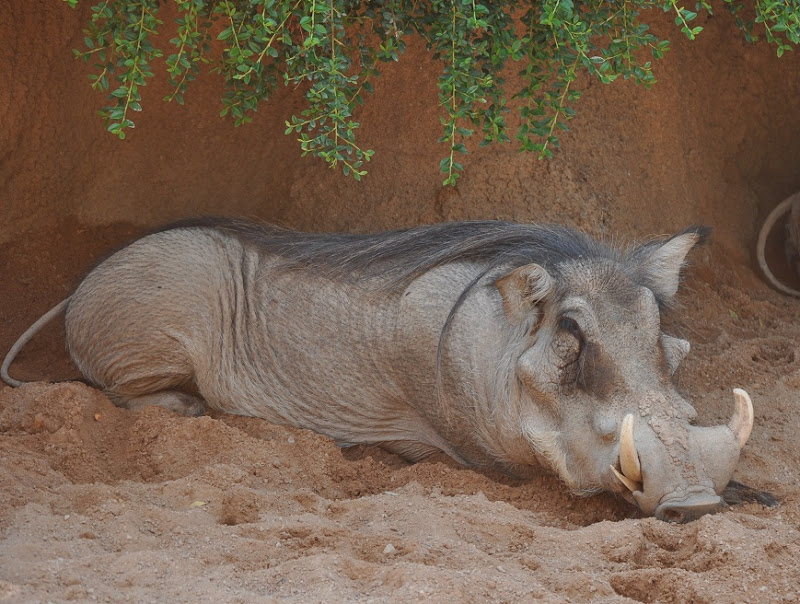 ZOOTOGRAFIANDO (6.100 ANIMALS): FACOQUERO / WARTHOG (Phacochoerus ...