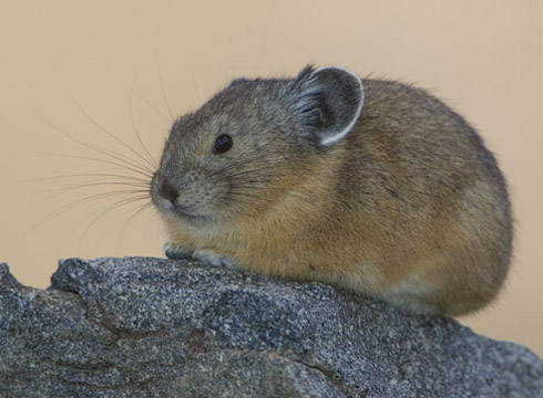 Pika - True Wildlife Creatures