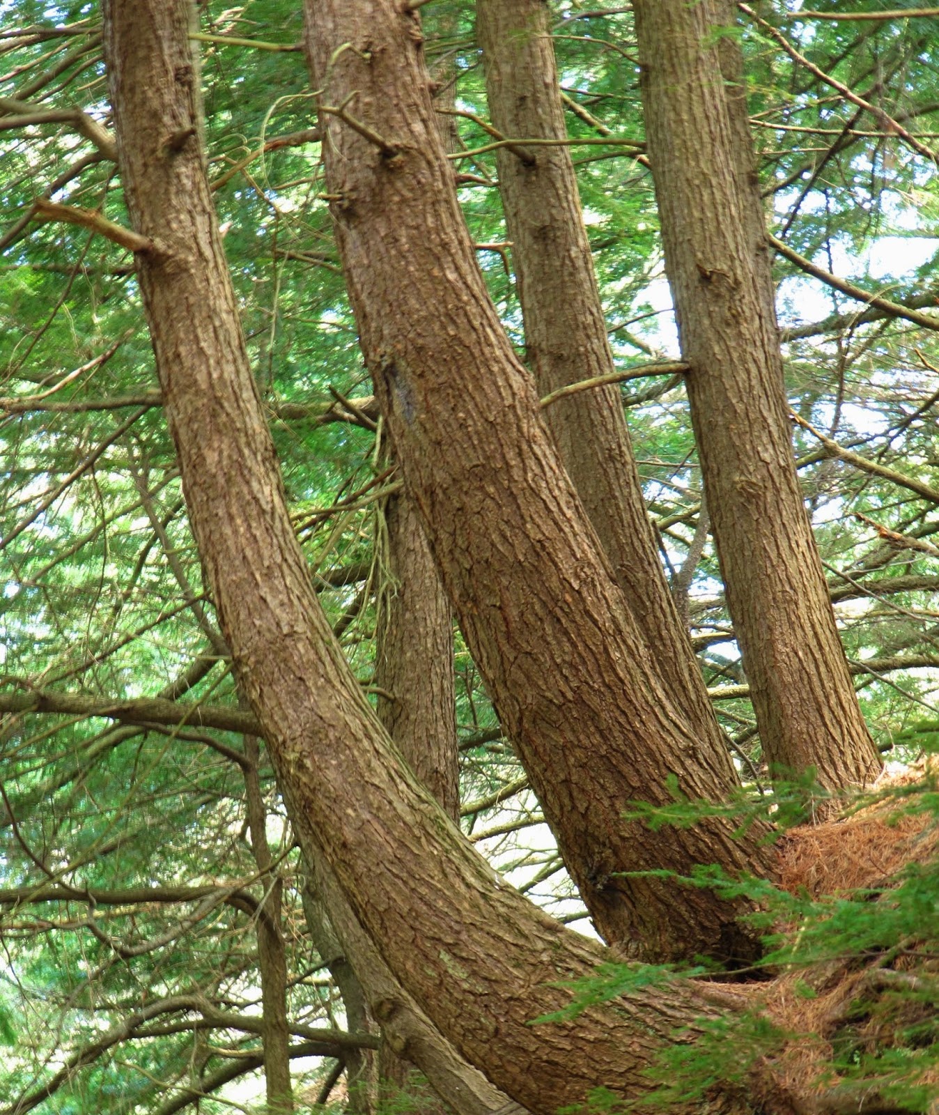 Trees Planet: Tsuga canadensis - Eastern Hemlock