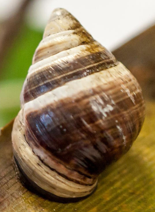 AnimalBeat II: Unicorns & jellies through snails & tortoises to dogs