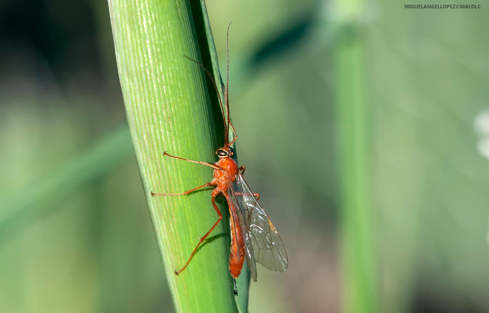 Perimetros--Flora y Fauna de Rota(Cadiz): Aleiodes indiscretus ...