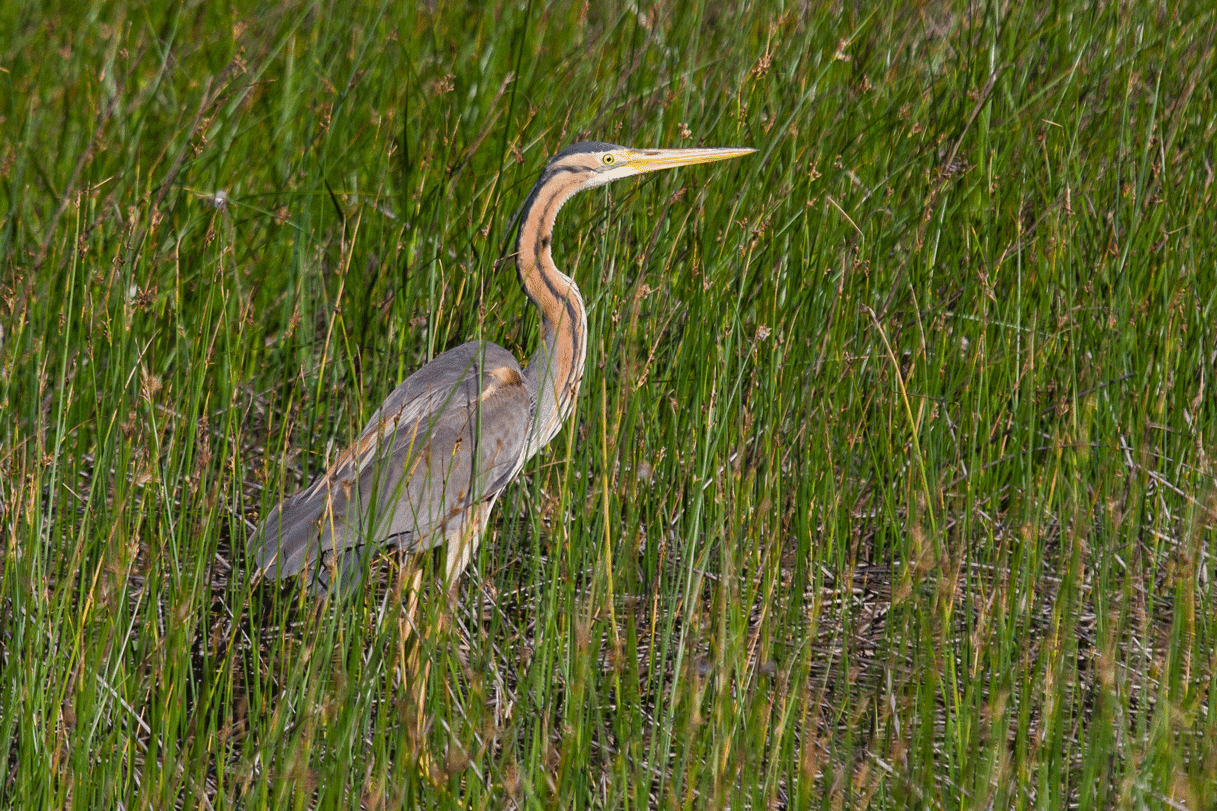 Fotografía y Naturaleza en Doñana: Garza imperial (Ardea purpurea)