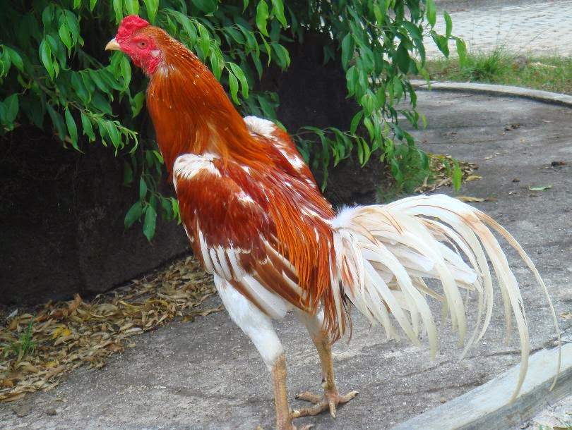 July 2014 ~ Rooster Village
