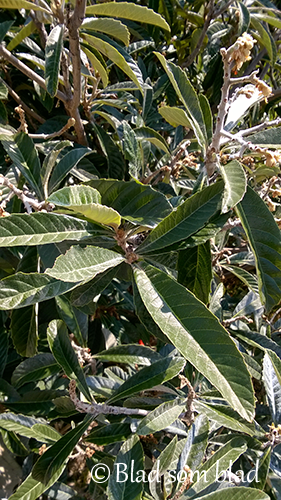 Blad som blad?: Japansk mispel - Eriobotrya japonica