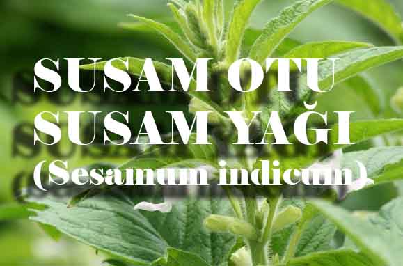 Susam Otu - Susam Yağı (Sesamum İndicum)