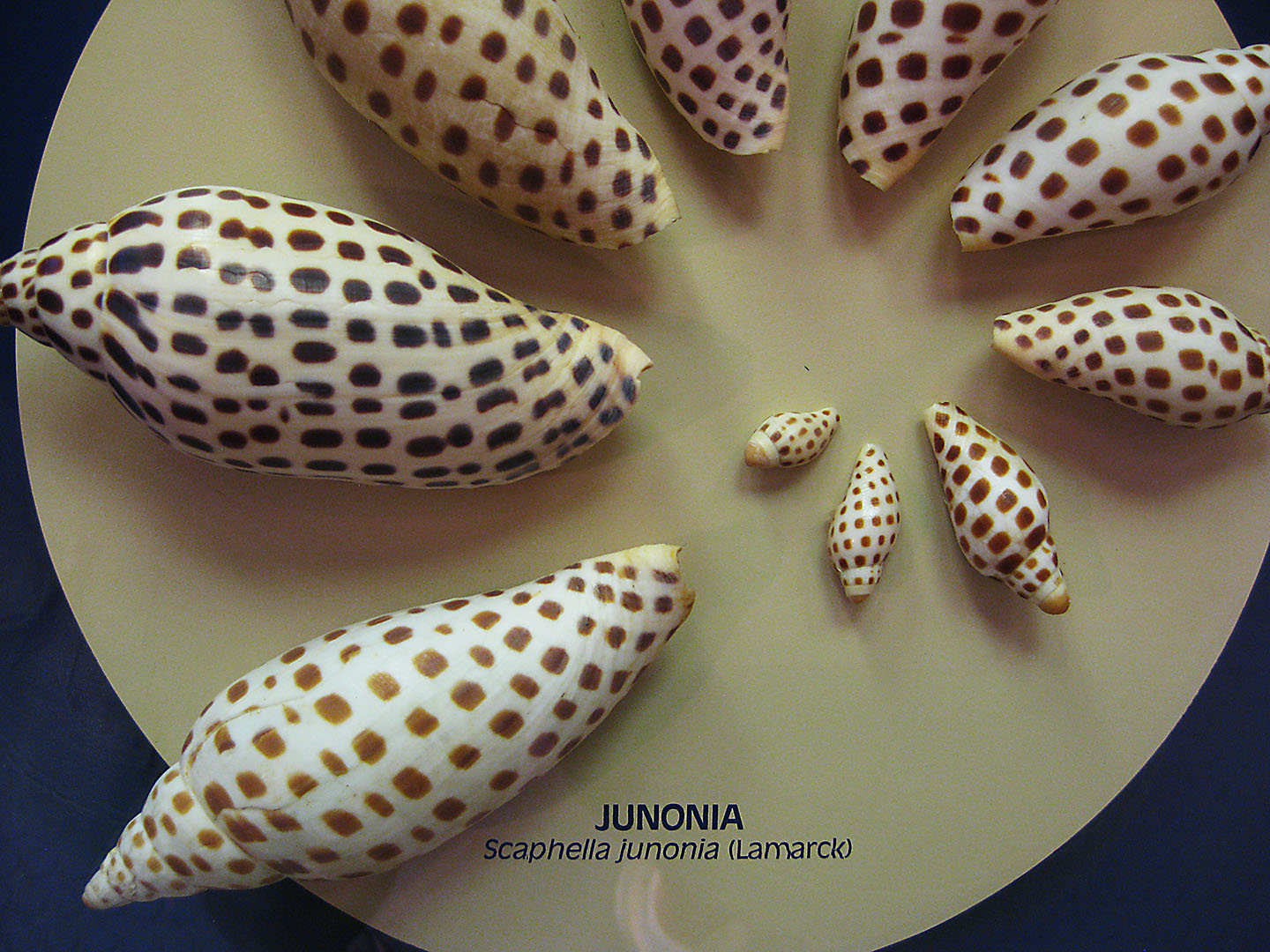 Sanibel Island - Lighthouse Beach and the Seashell Museum