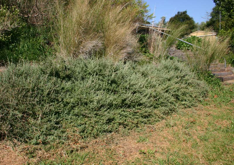 Toowoomba Plants: Hedge Saltbush