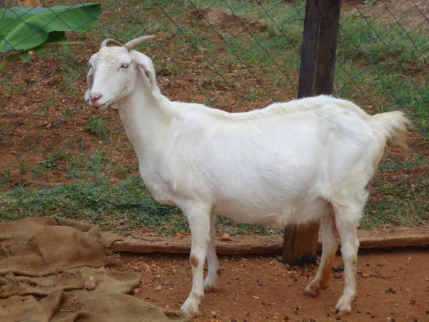 Tamilnadu Goat Farms: ஆடு வளர்ப்பு in Tamil