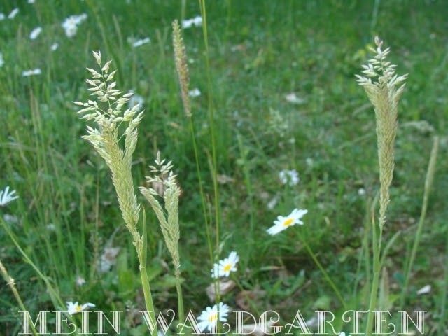 © Mein Waldgarten: Gräser