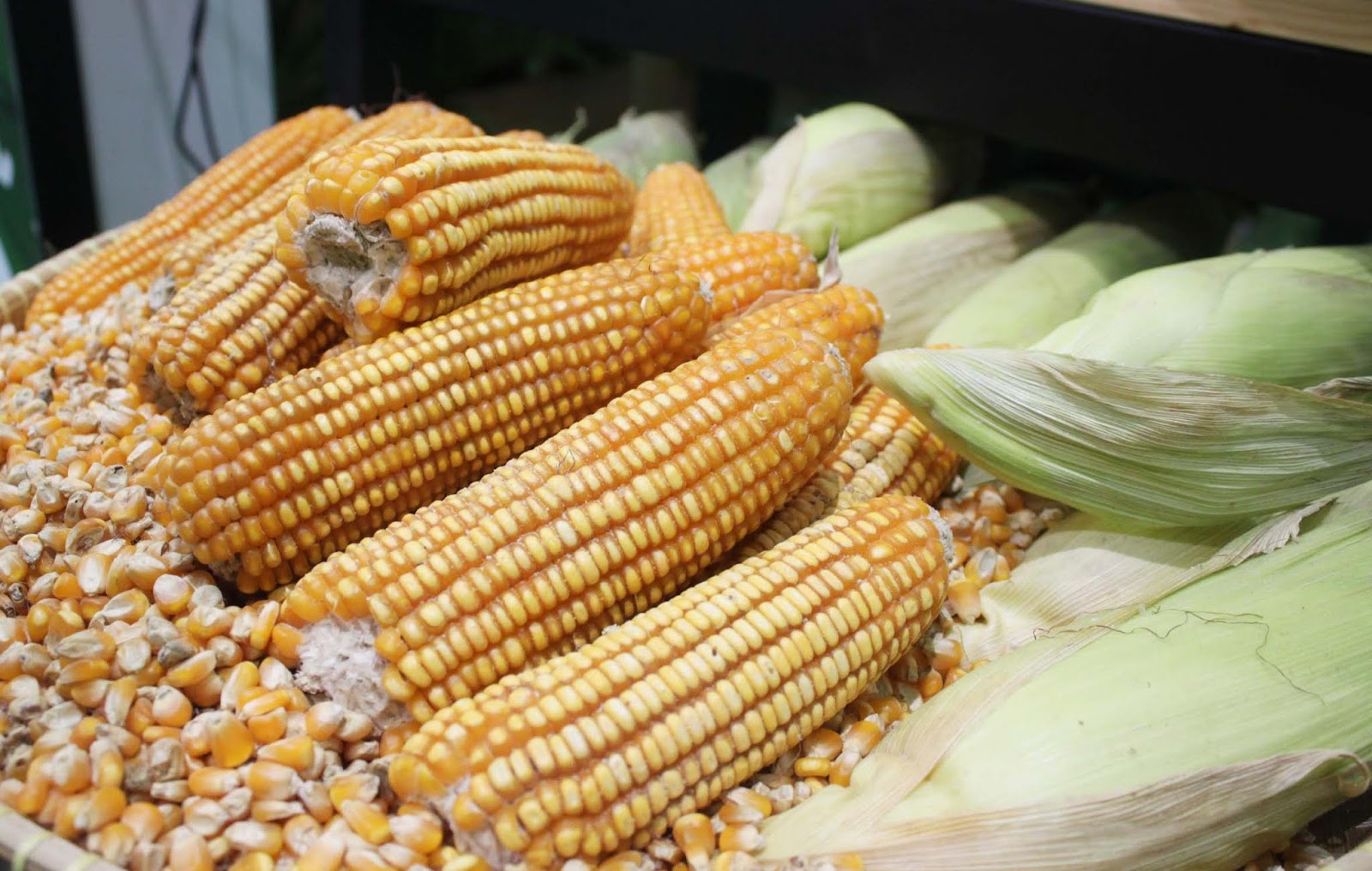 Jagung untuk kebutuhan pakan ternak. (Foto: Infovet/Ridwan)