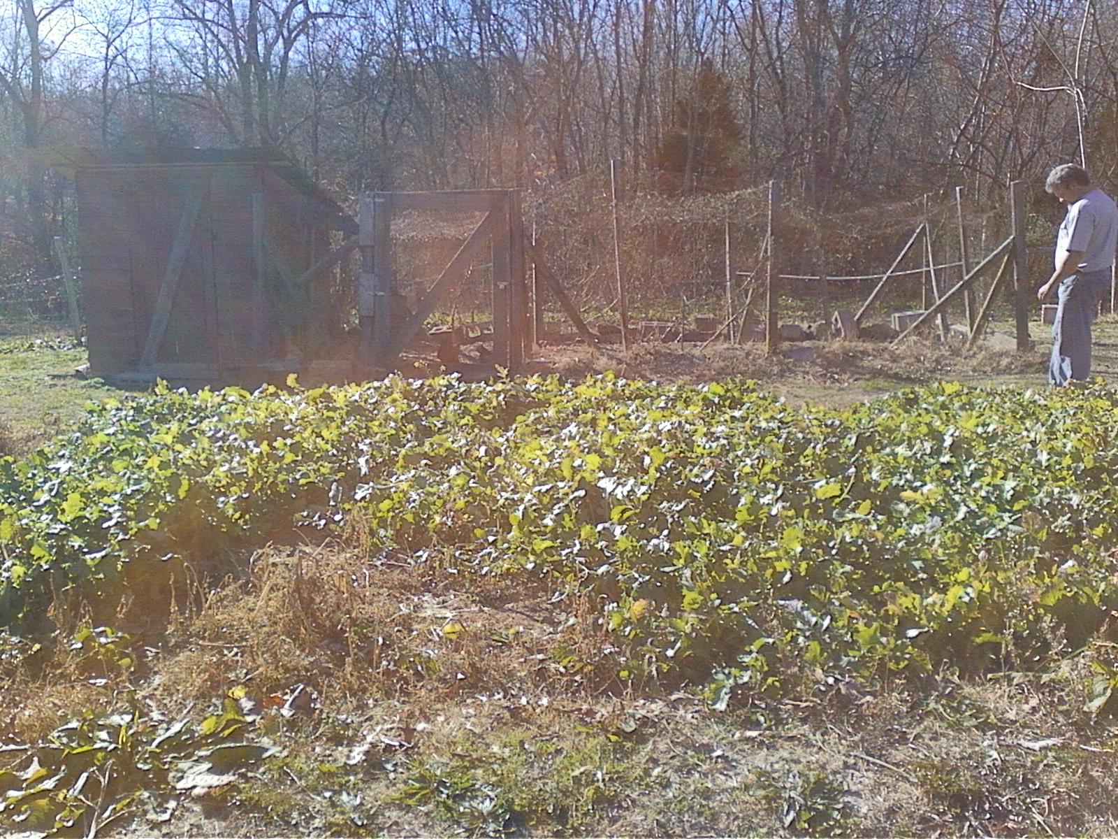 Kitchen Obsession: It's Turnip Time!