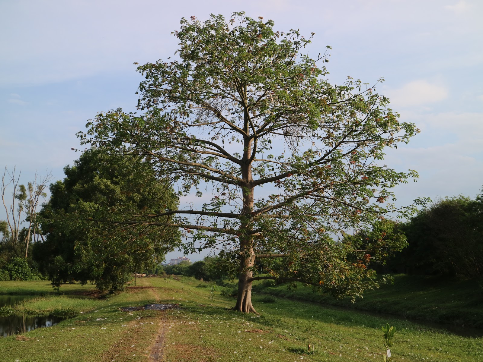 antara sejarah dan nostalgia: Kekabu