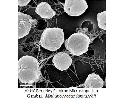Ciri-ciri, Klasifikasi, dan Peranan Archaebacteria