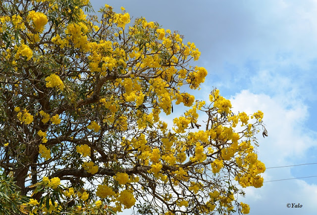 Ningún lugar está lejos... en RD: Los Tabebuia aurea se visten de amarillo