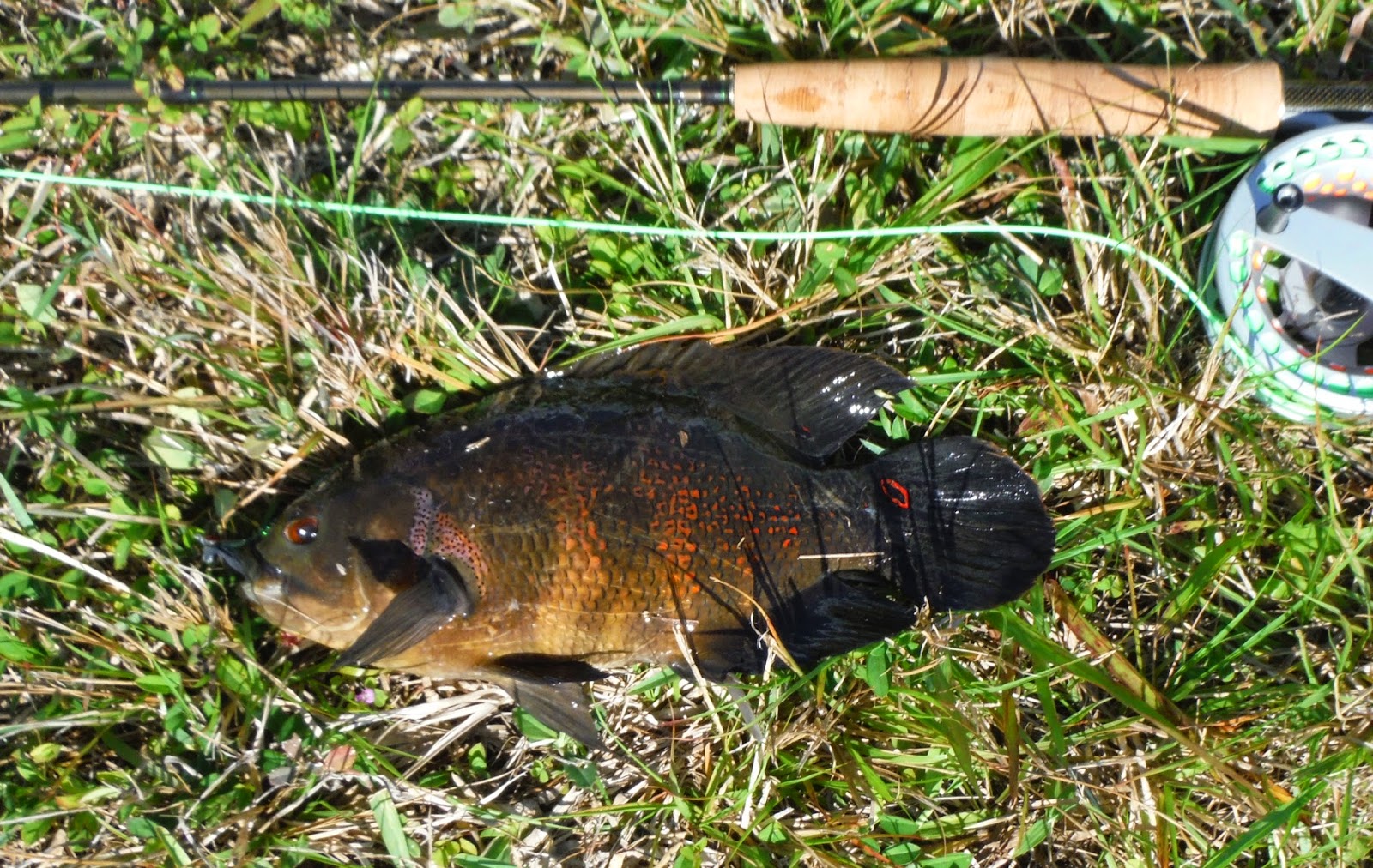 Fly Fishing the West with Howard: Fly Fishing For The Exotic Species in ...