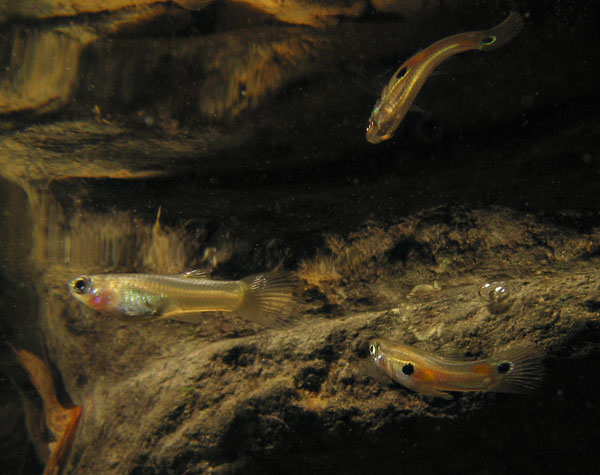 Eco-Evo Evo-Eco: Guppies, predators, and parasites