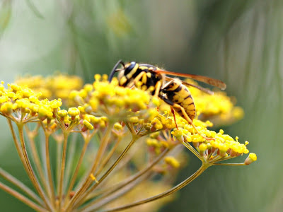 why do people hate insects?
