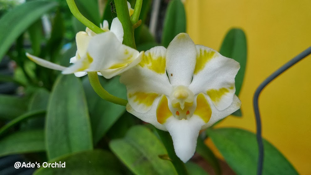 Ade's Orchid: Phalaenopsis pulcherrima var. chompornensis