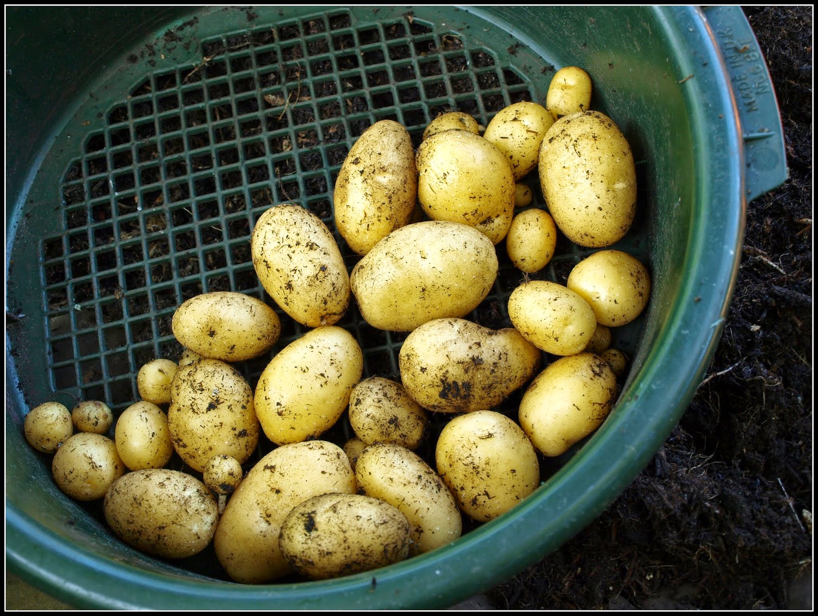 Mark's Veg Plot: Spuds, spuds and more spuds!