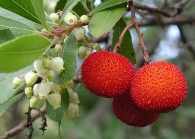 Crónicas de um homem do Norte: novembro 2012