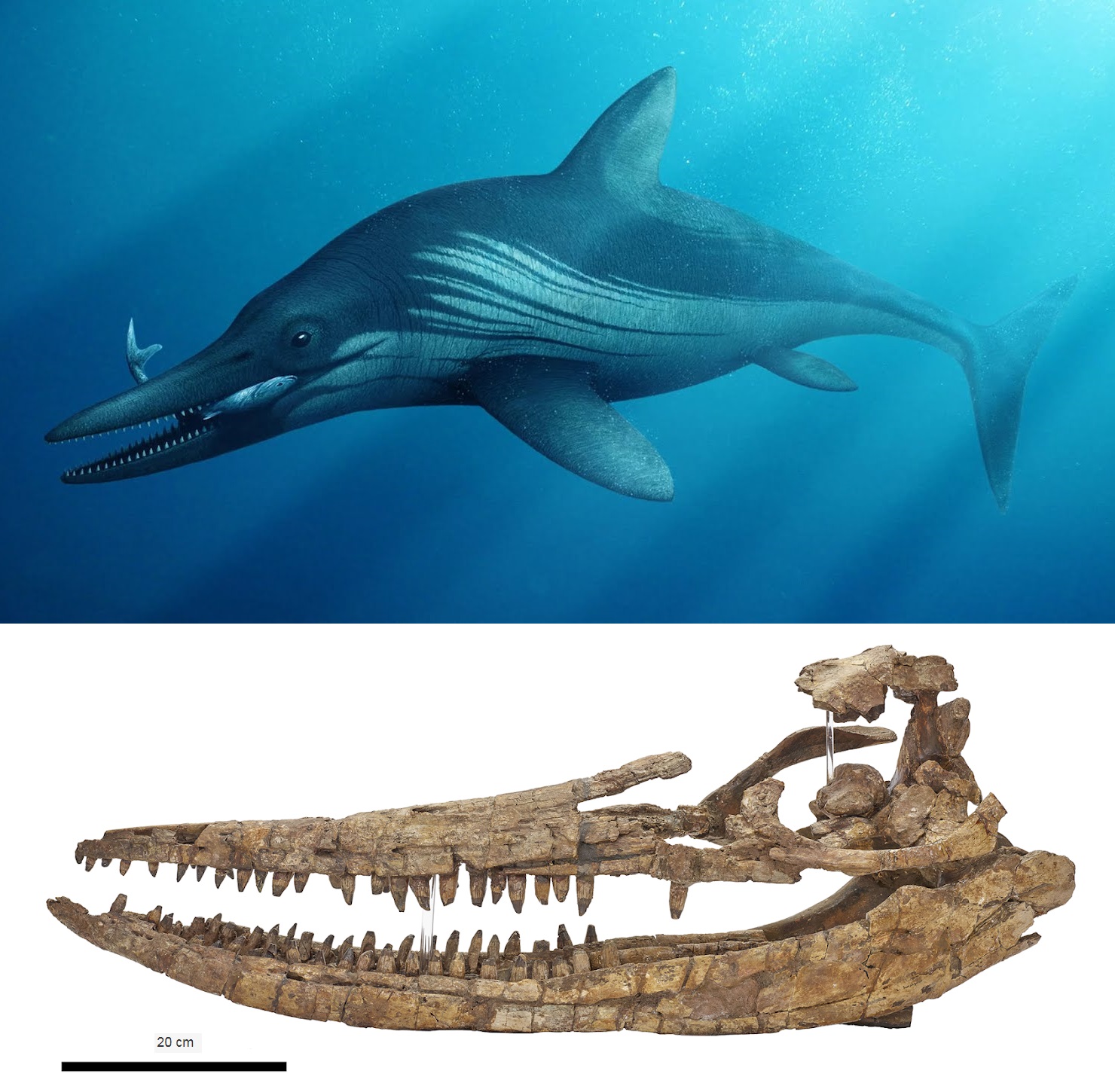 Species New to Science: [Paleontology • 2019] Descriptive Anatomy of ...