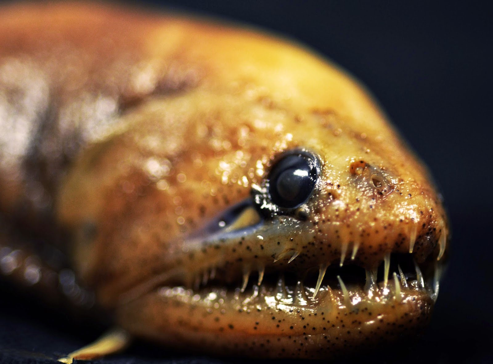 Virginia Fishes: Deep Sea Fishes and Inverts: A Look Into "Beyond the ...