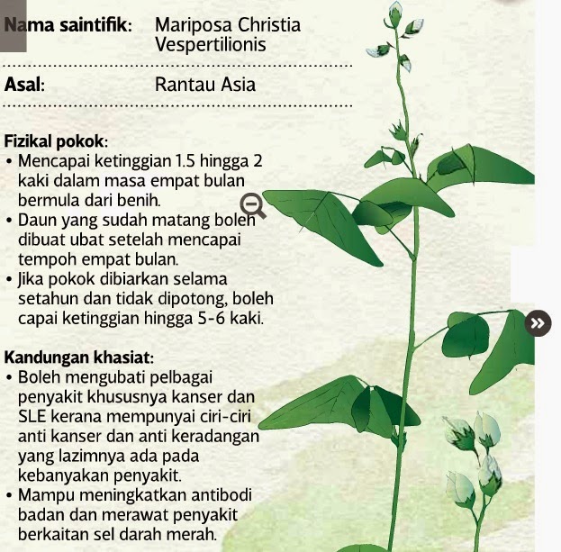 KEDAI JAMU KAK ZAH: daun rama- rama asli, segar dan murah