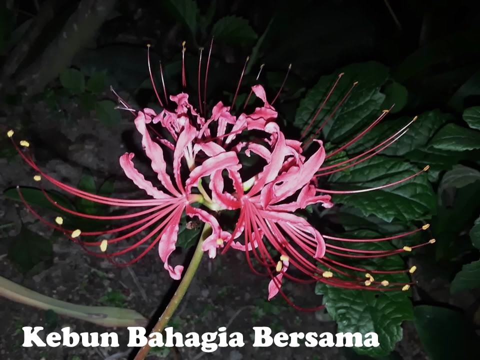 Kebun Bahagia Bersama: Hurricane Lily (Lycoris Radiata)