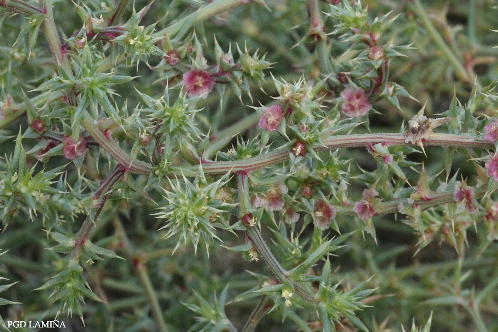 SALSOLA KALI. barrilla pinchosa