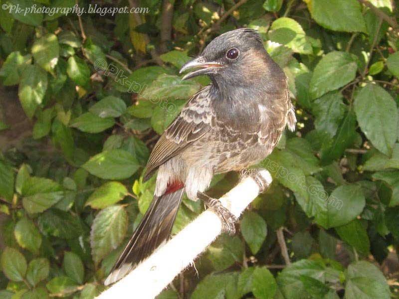 Red-vented Bulbul-Pycnonotus cafer | Nature, Cultural, and Travel ...
