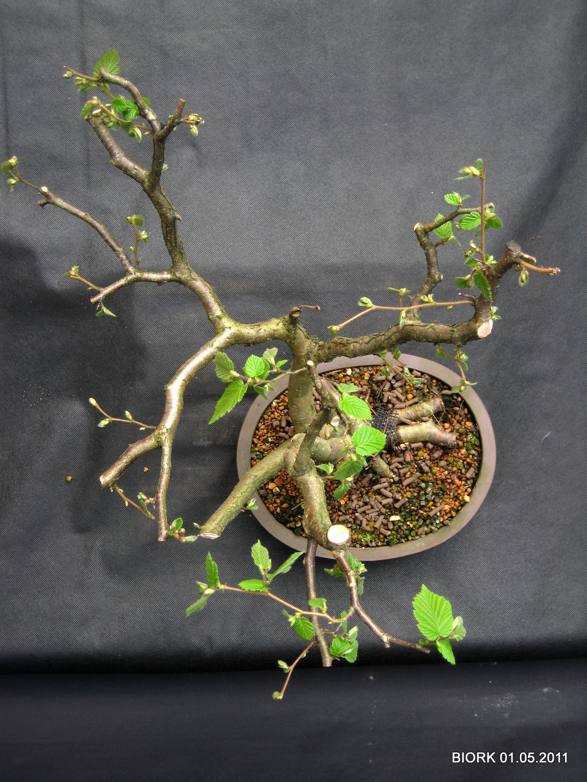 My Bonsai: Hazel
