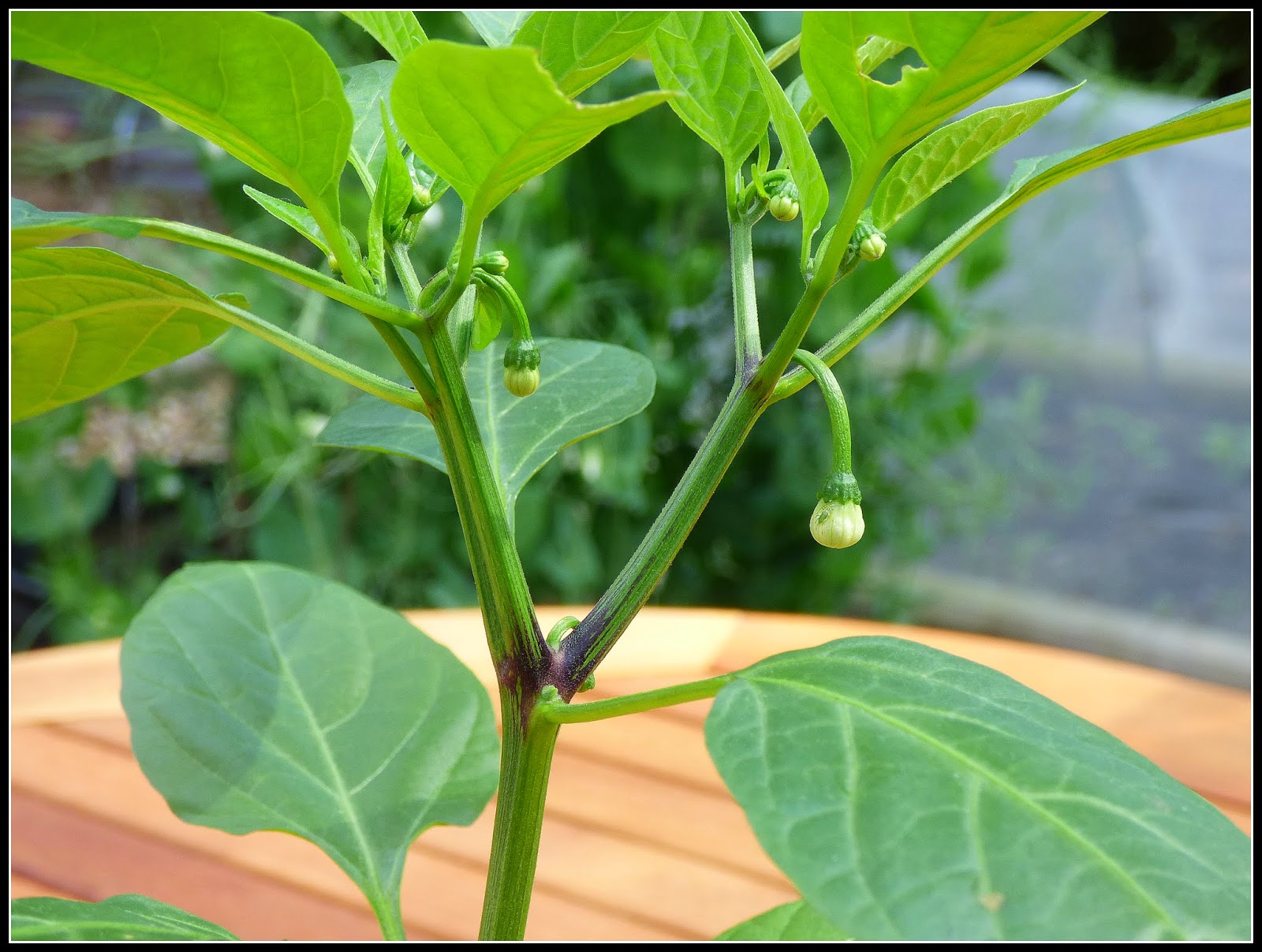 Mark's Veg Plot: Chilli update