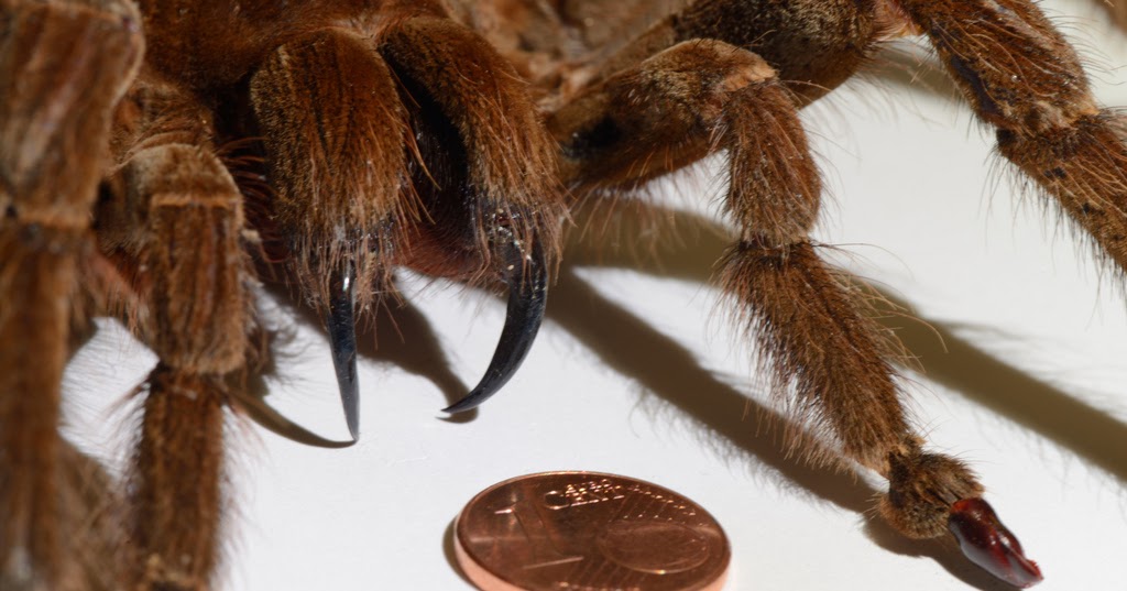 Documentalium: La araña más grande de la historia